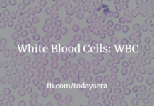 RBC Full Form, Full Form of RBC, RBC Full Form in Hindi: लाल रक्त कोशिका